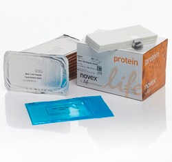 Thermo Fisher Western Blot Products: Membranes, ECL Substrates ...